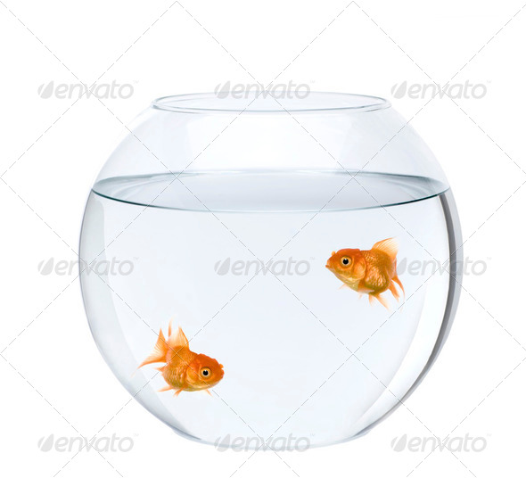 Two goldfish swimming in fish bowl in front of white background, studio ...