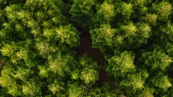 The Wide Pine Tree Forest, Stock Footage | VideoHive