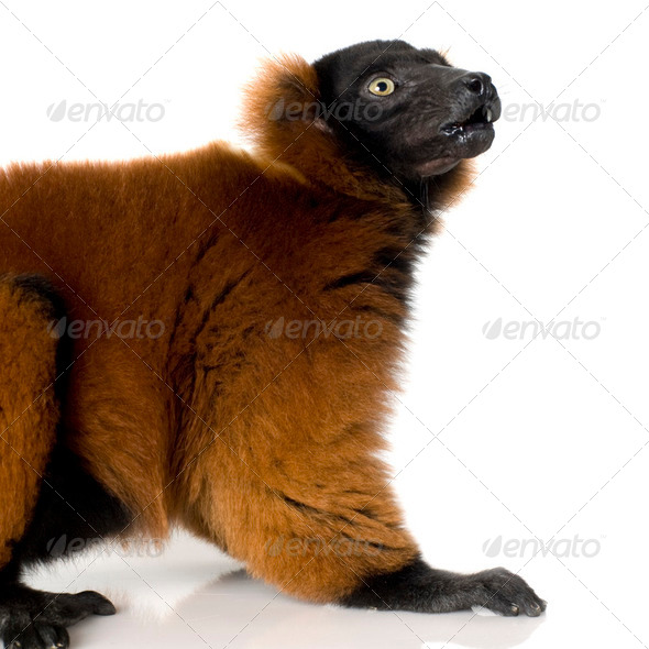 Red Ruffed Lemur Stock Photo by Lifeonwhite | PhotoDune
