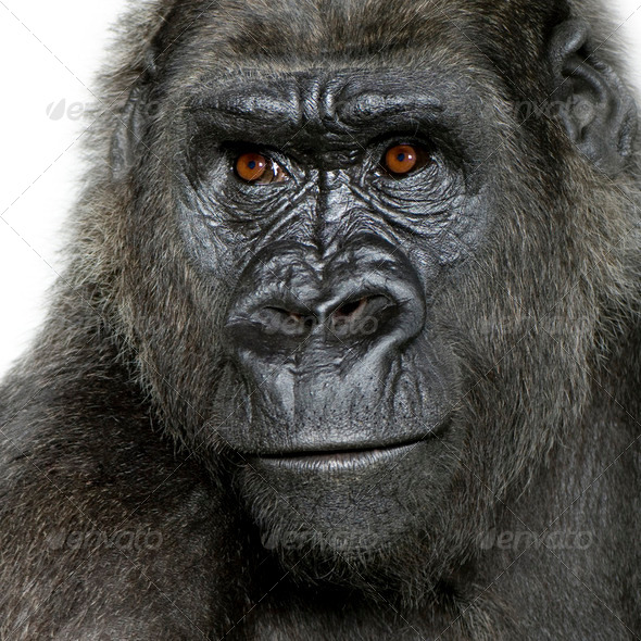 Young Silverback Gorilla Stock Photo by Lifeonwhite | PhotoDune