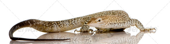 Monitor lizard - Freckled Monitor - Varanus tristis orientalis Stock ...