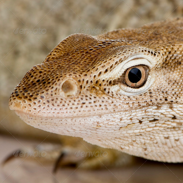 Monitor lizard - Freckled Monitor - Varanus tristis orientalis Stock ...