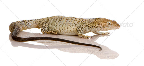 Monitor lizard - Freckled Monitor - Varanus tristis orientalis Stock ...