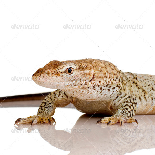 Monitor lizard - Freckled Monitor - Varanus tristis orientalis Stock ...