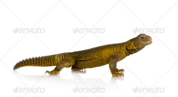 Dabb Lizard - Uromastyx aegyptia Stock Photo by Lifeonwhite | PhotoDune