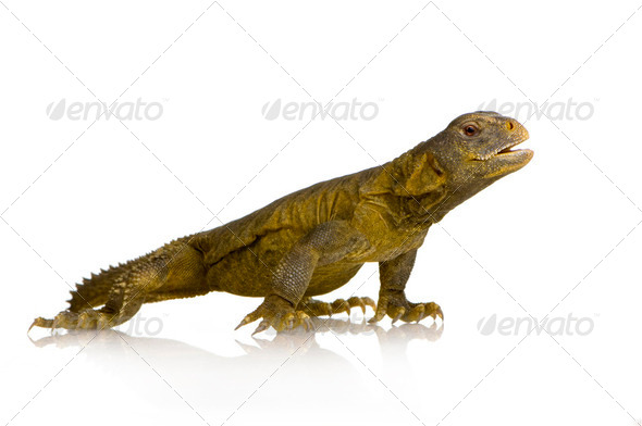 Dabb Lizard - Uromastyx aegyptia Stock Photo by Lifeonwhite | PhotoDune