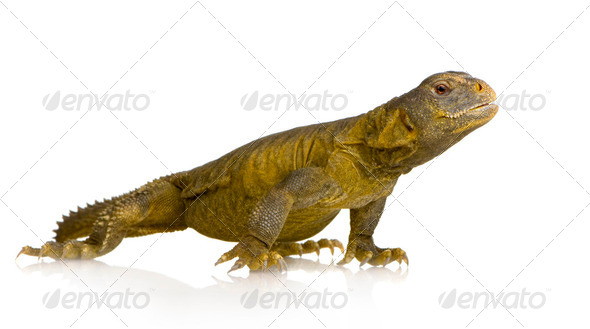 Dabb Lizard - Uromastyx aegyptia Stock Photo by Lifeonwhite | PhotoDune