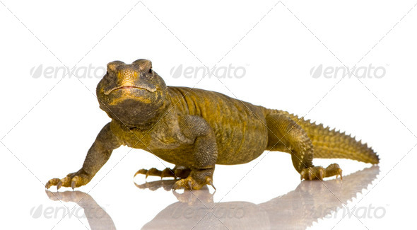 Dabb Lizard - Uromastyx aegyptia Stock Photo by Lifeonwhite | PhotoDune