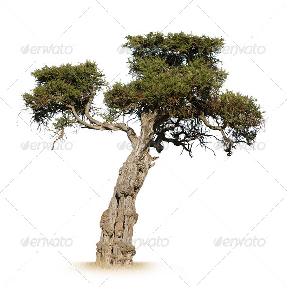 African Tree Stock Photo by Lifeonwhite | PhotoDune