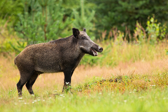 Smiling female of wild boar standing in the forest with mouth open ...