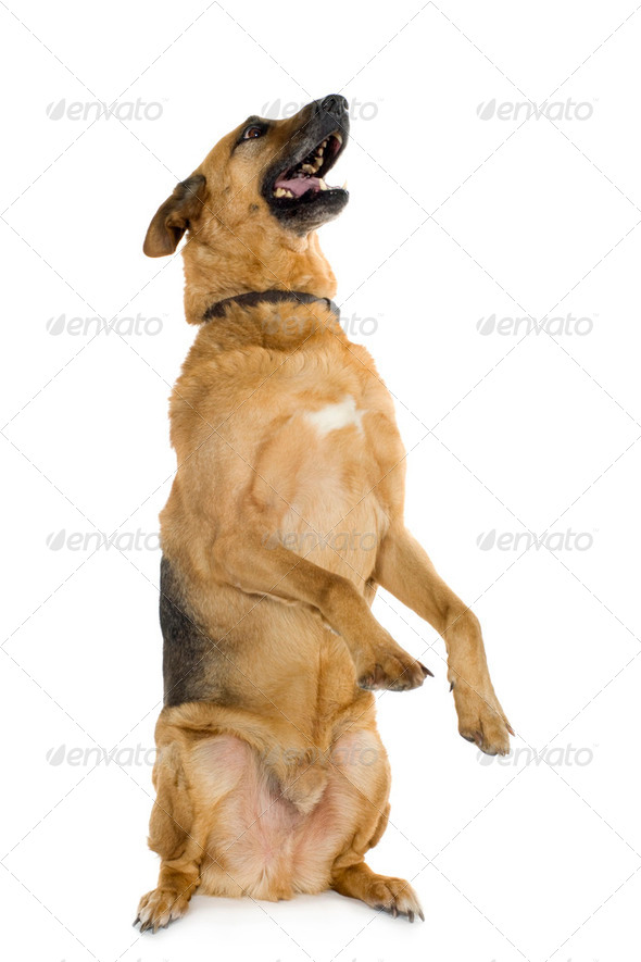 german shepherd (9 years)/ alsatian, police dog Stock Photo by Lifeonwhite