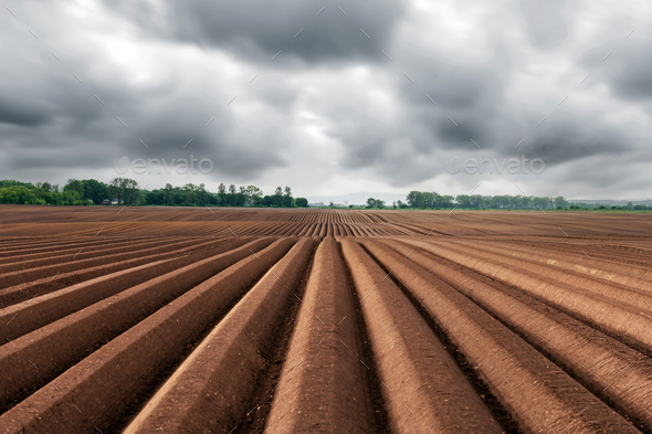 Agricultural field with even rows in the spring Stock Photo by ivankmit