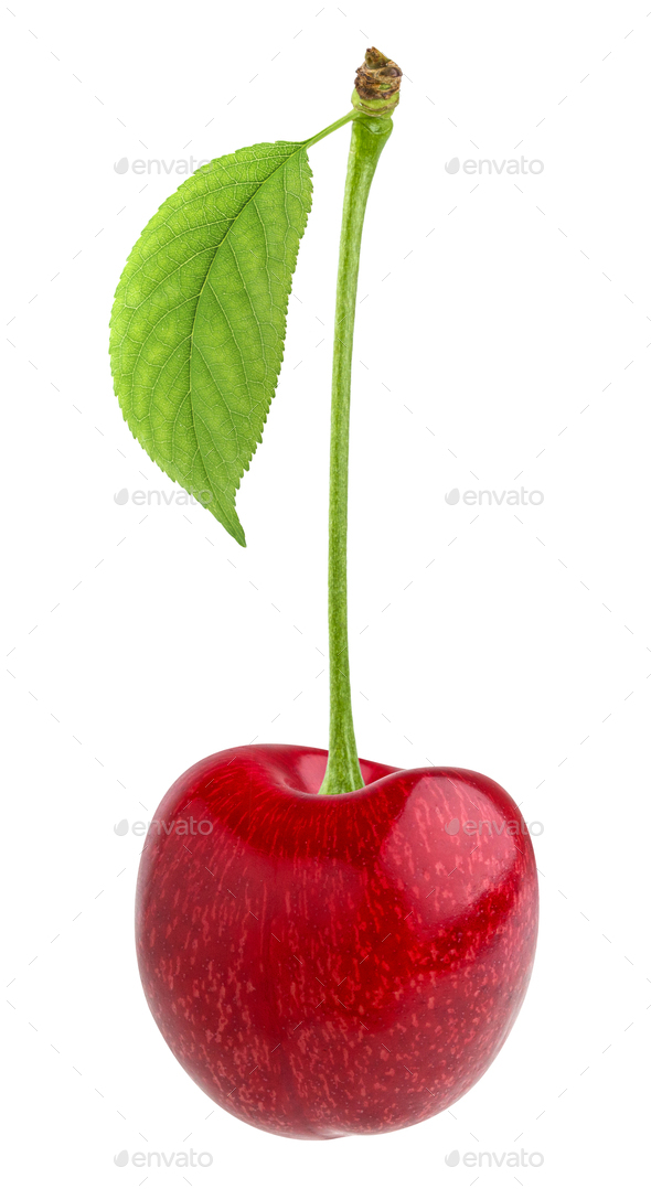 Cherry isolated on white background Stock Photo by xamtiw | PhotoDune