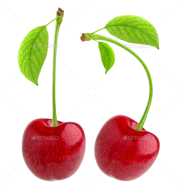 Cherry isolated on white background Stock Photo by xamtiw | PhotoDune