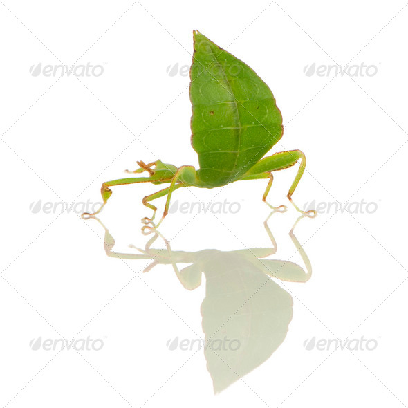leaf insect, Phylliidae - Phyllium sp Stock Photo by Lifeonwhite ...
