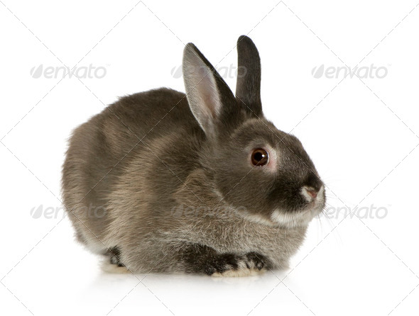 Rabbit Stock Photo by Lifeonwhite | PhotoDune
