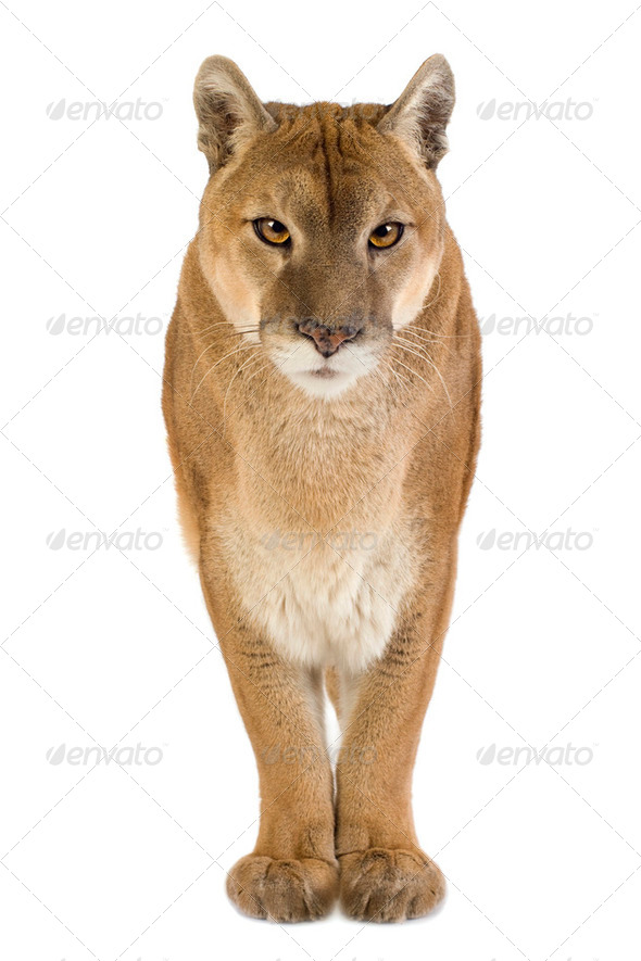 Puma (17 years) - Puma concolor Stock Photo by Lifeonwhite | PhotoDune