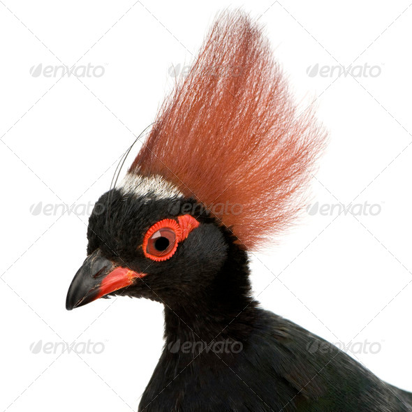 Crested Wood Partridge - Rollulus rouloul Stock Photo by Lifeonwhite