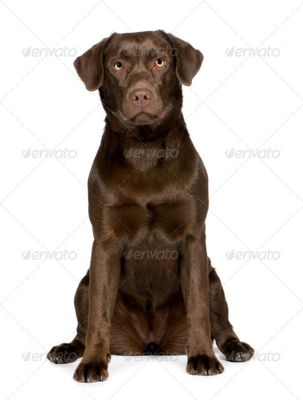 Labrador (8 months) Stock Photo by Lifeonwhite | PhotoDune