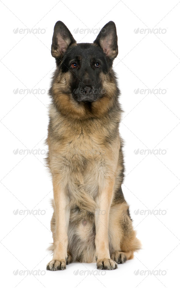german shepherd (2 years) / alsatian, police dog Stock Photo by Lifeonwhite
