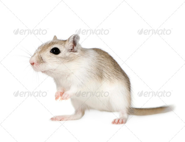 Gerbil Stock Photo by Lifeonwhite | PhotoDune