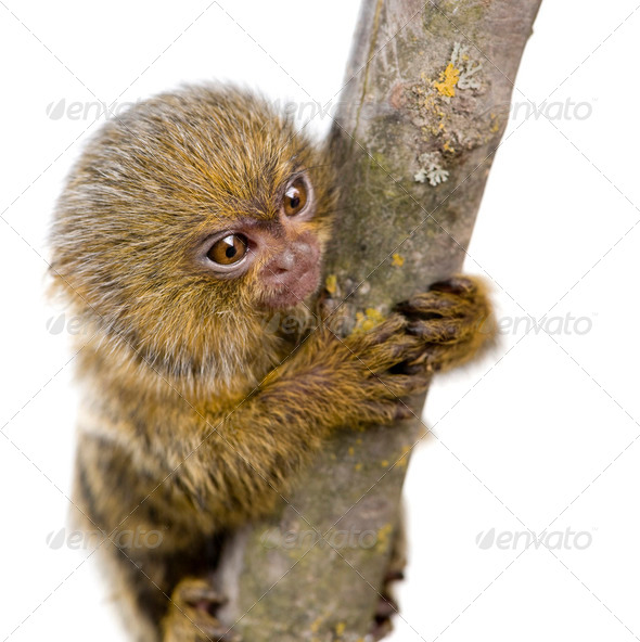 Pygmy Marmoset (5 weeks) - Callithrix (Cebuella) pygmaea Stock Photo by ...