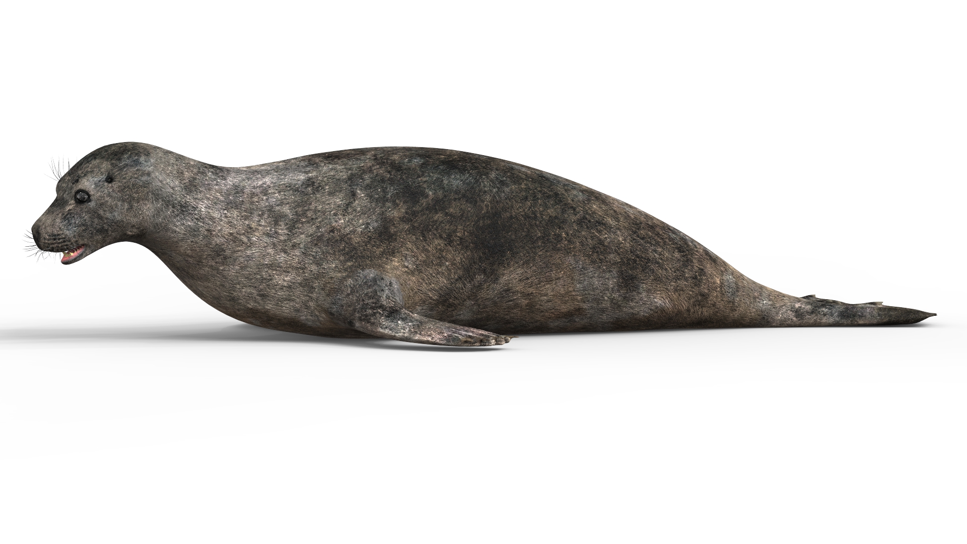 Seal With PBR Textures by creativejungle007 | 3DOcean