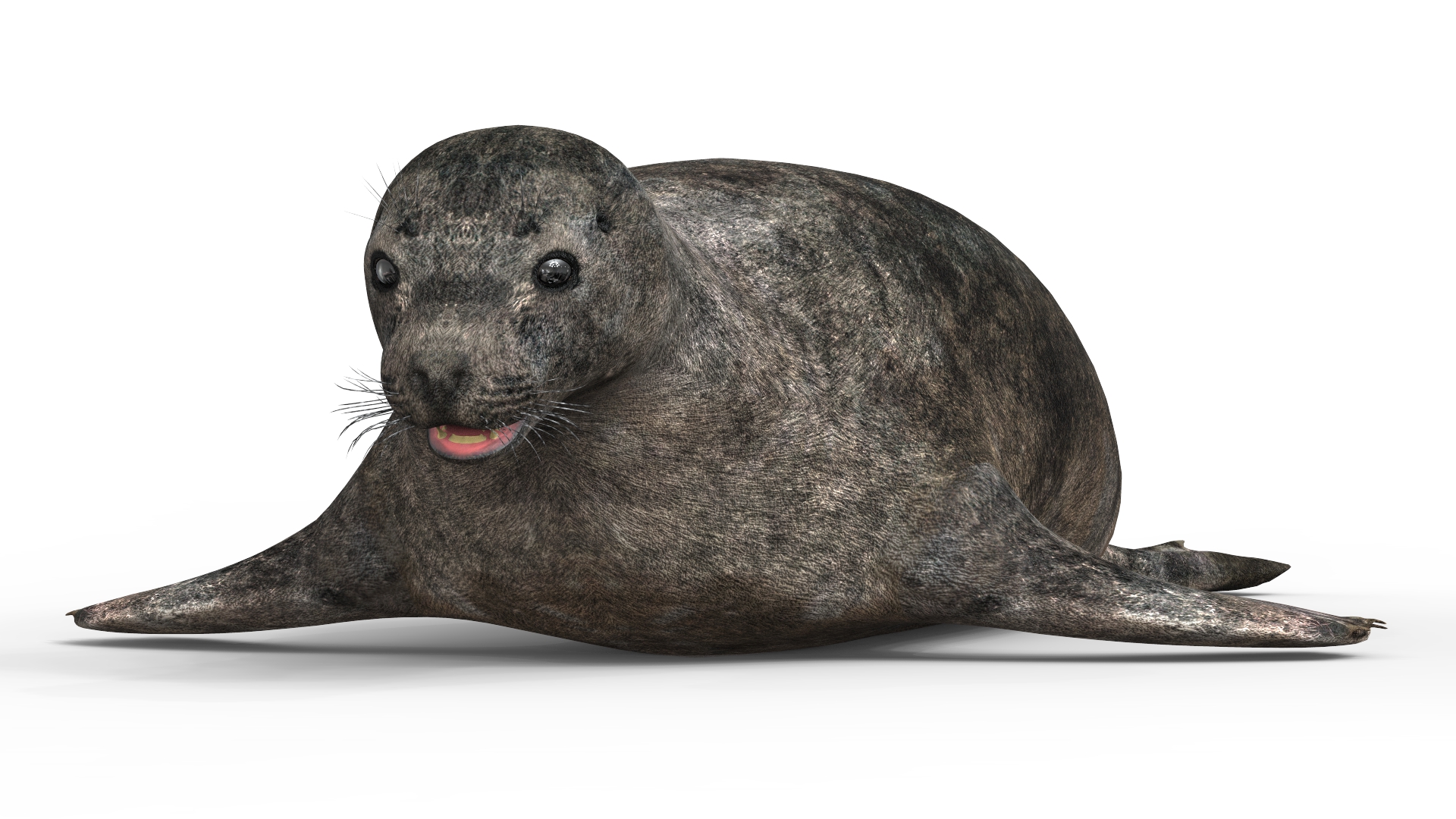 Seal With PBR Textures by creativejungle007 | 3DOcean