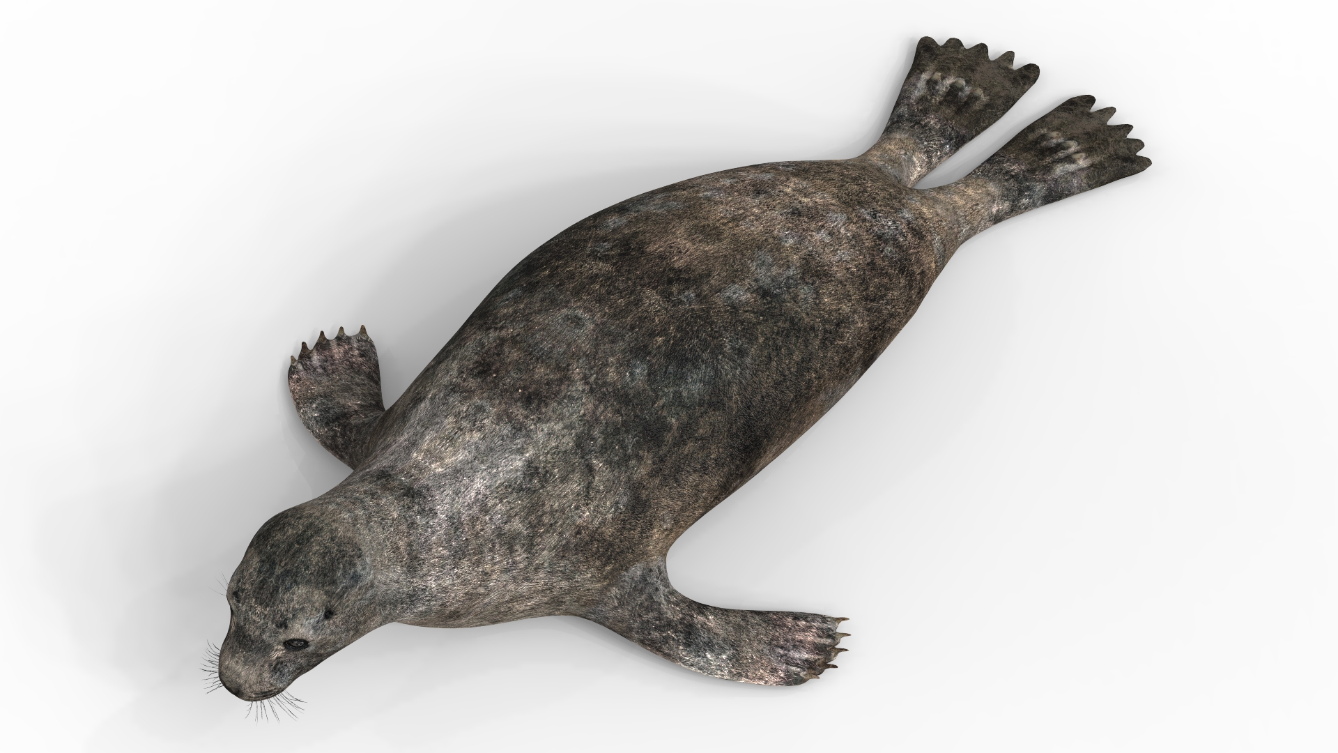 Seal With PBR Textures by creativejungle007 | 3DOcean