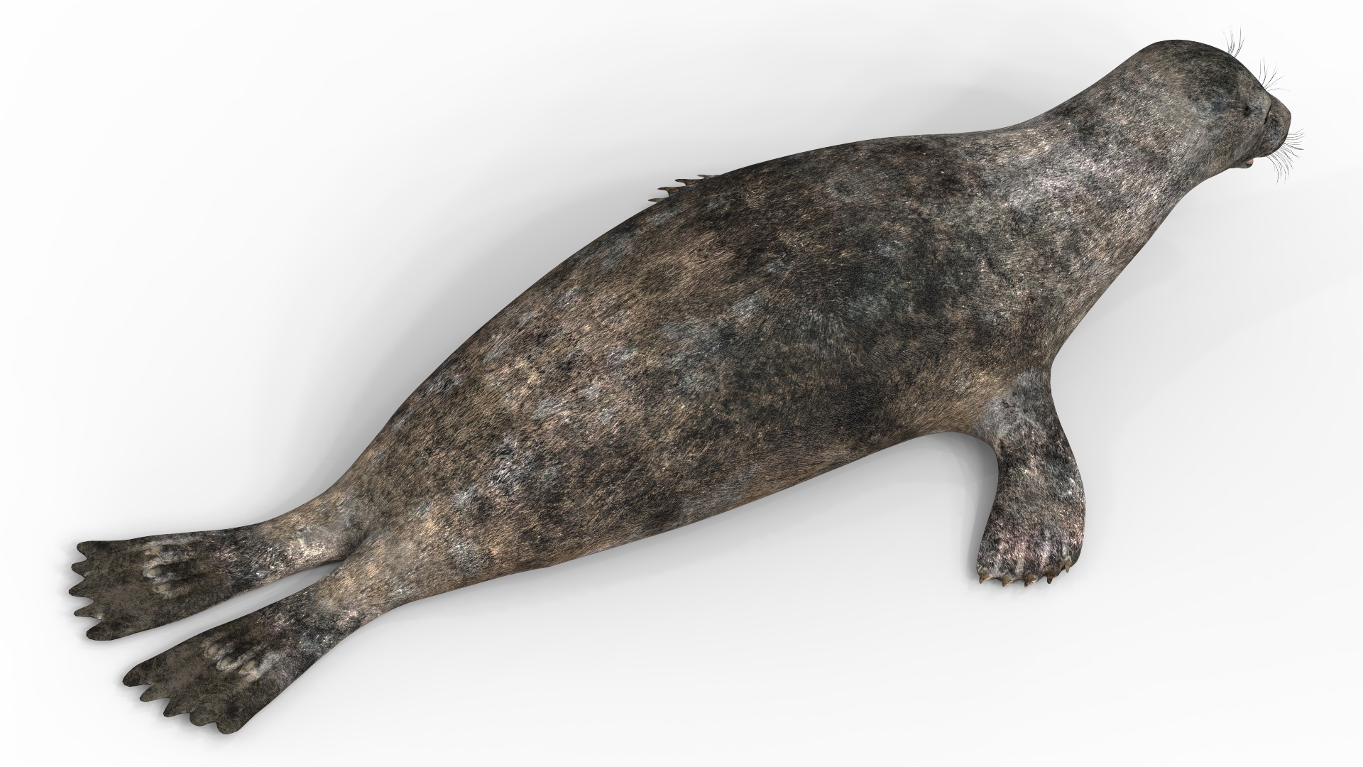 Seal With PBR Textures by creativejungle007 | 3DOcean