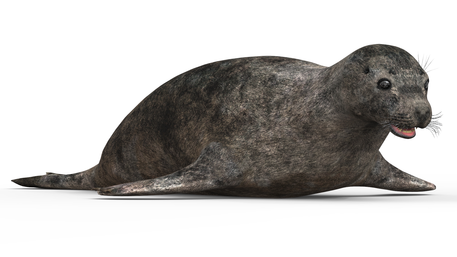 Seal With PBR Textures by creativejungle007 | 3DOcean