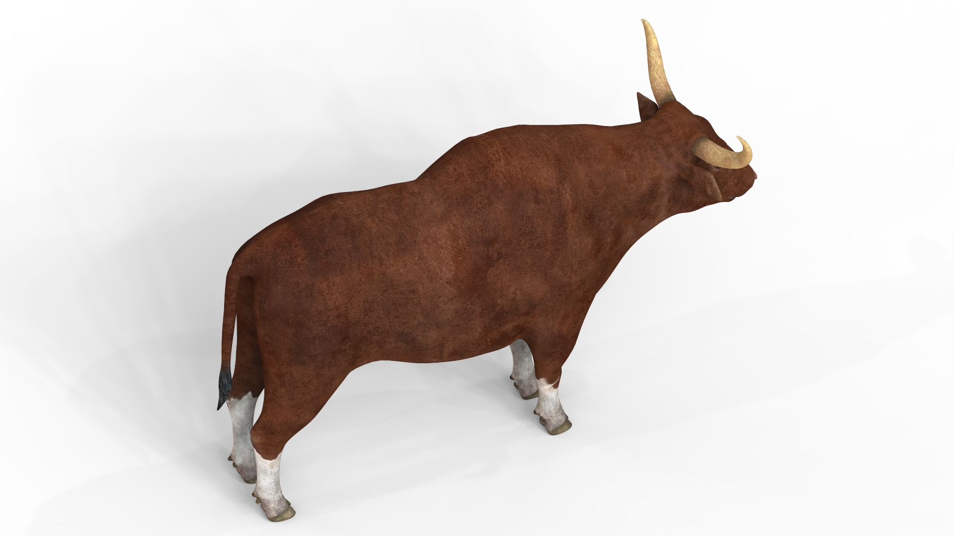 Bull With PBR Textures by creativejungle007 | 3DOcean