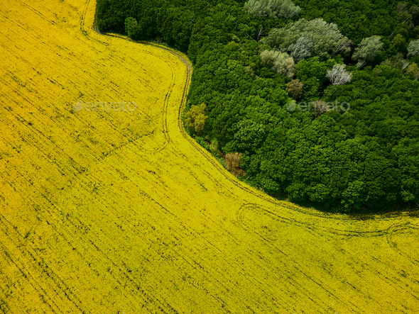 Bird's eye view from a drone of a passing canola crop Stock Photo by ...