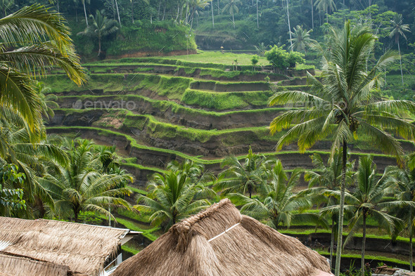 Rice fields, Ubud, Bali Stock Photo by Boyarkinamarina | PhotoDune