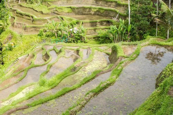 Rice fields, Ubud, Bali Stock Photo by Boyarkinamarina | PhotoDune