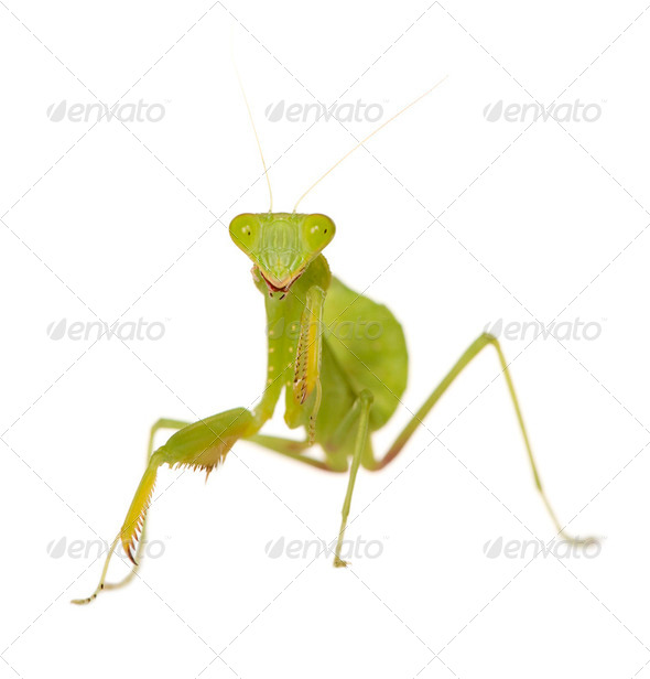 Praying mantis - Mantis religiosa Stock Photo by Lifeonwhite | PhotoDune