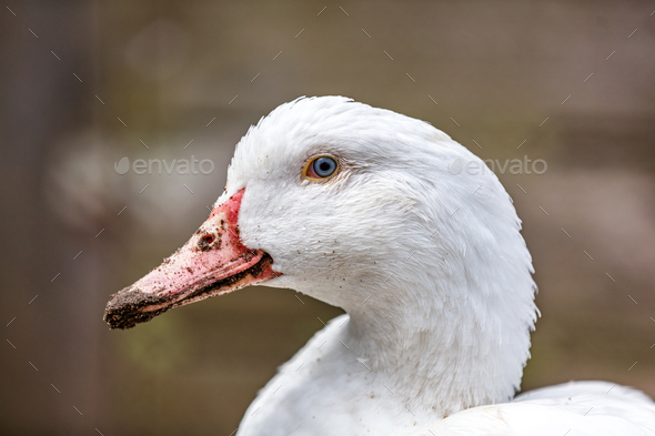 White goose close-up face portrait. Stock Photo by photocreo | PhotoDune