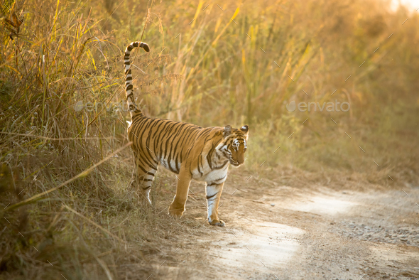 Tiger marking her territory Stock Photo by DebashisKumar13 | PhotoDune