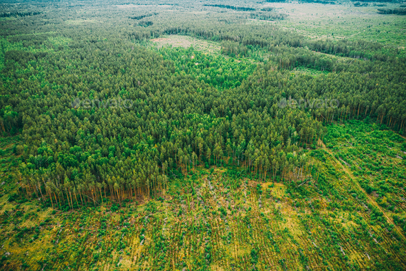 Aerial View Of Deforestation Area Landscape. Green Pine Forest In ...