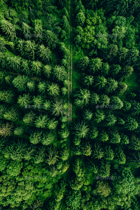 Aerial view of green forest or woods with fir trees in row and country ...