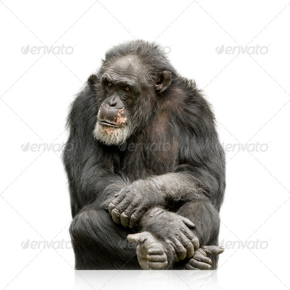 Chimpanzee - Simia troglodytes Stock Photo by Lifeonwhite | PhotoDune
