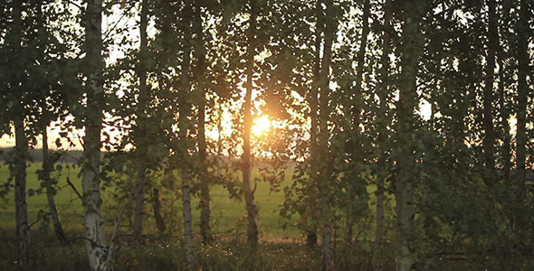 Birch Trees At Sunset, Stock Footage | VideoHive
