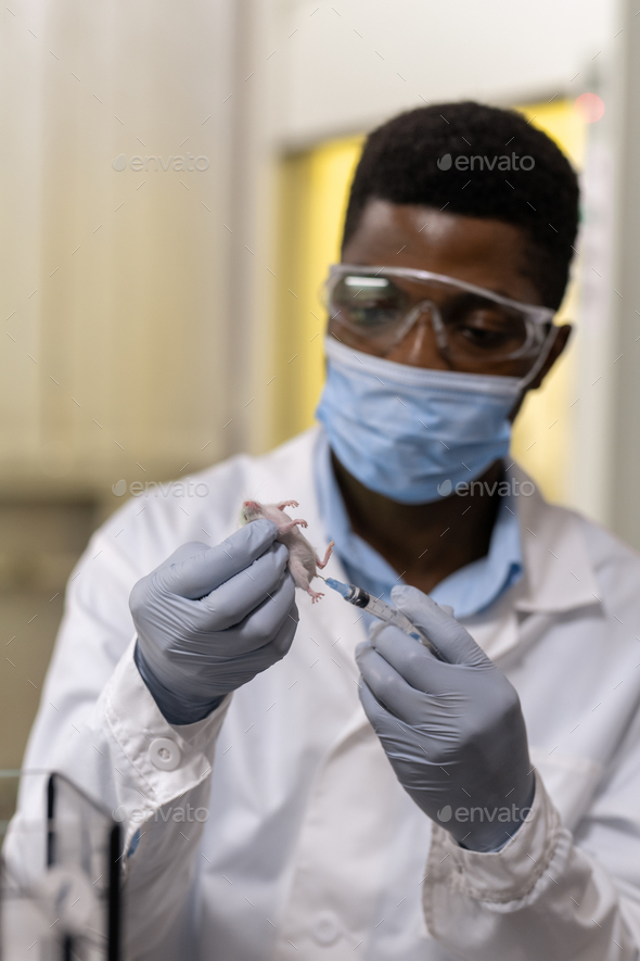 Gloved scientist of African ethnicity making injection to mouse Stock ...