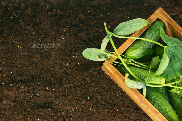 Fresh cucumbers in old box on earth. Stock Photo by Artem_ka | PhotoDune