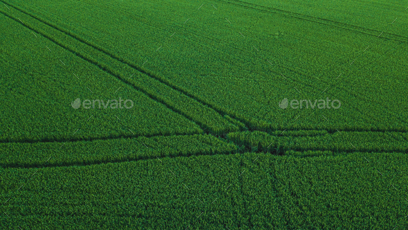 Aerial drone view of green rice field with landscape green pattern ...