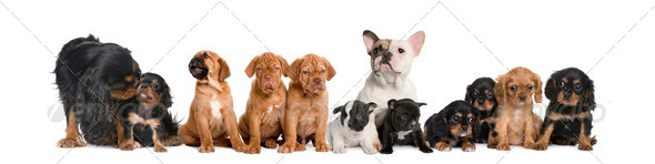 Group of dogs sitting in front of white background, studio shot Stock ...