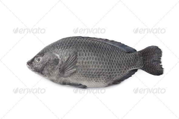 Whole single Fresh raw Tilapia fish Stock Photo by picturepartners