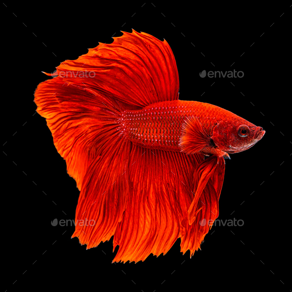 Beautiful Betta Fish