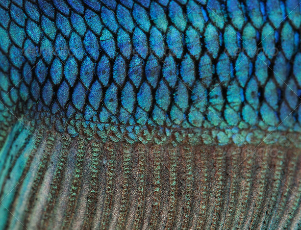 Close-up on a fish skin - blue Siamese fighting fish - Betta Splendens ...