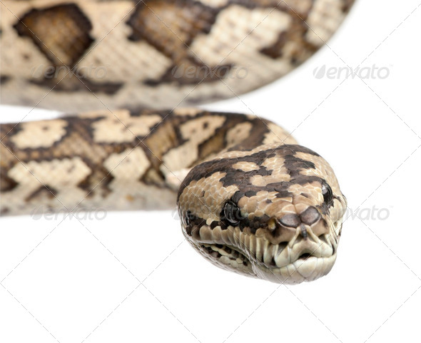 carpet python - Morelia spilota variegata Stock Photo by Lifeonwhite